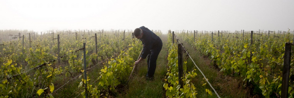 What is Grower Champagne?